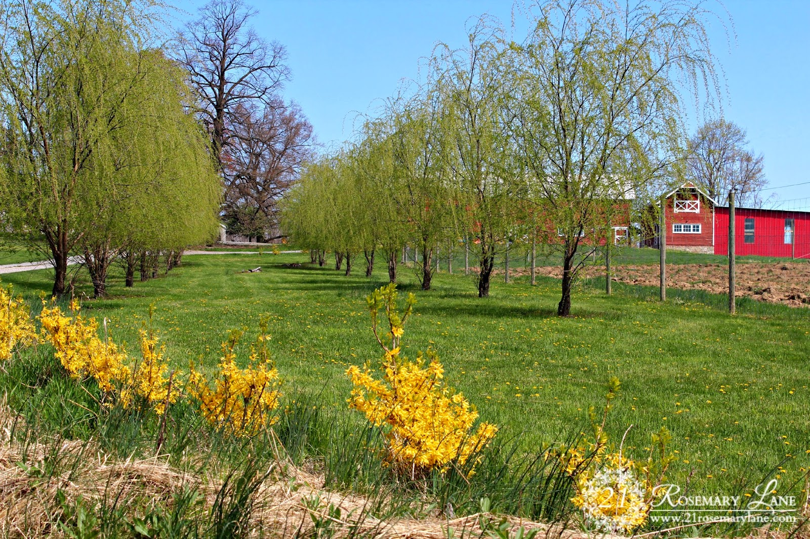 21 Rosemary Lane: Awaiting the Birth of Spring