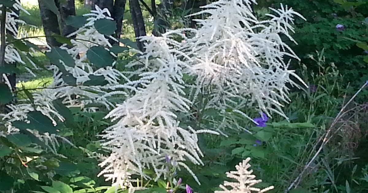 Tuulan arjen turinat (evvk): Vasta vai vihta, yleisessä saunassa ...
