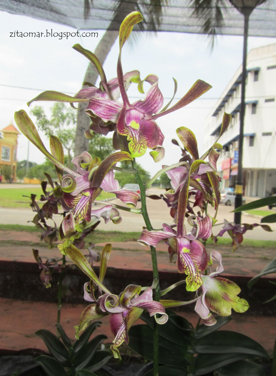 ...SeKaDaR CoReTaN....: PESTA ORKID......