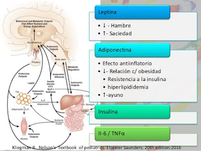 TERÀPIES NATURALS: ADIPONECTINA: PÉRDIDA DE PESO Y CÁNCER