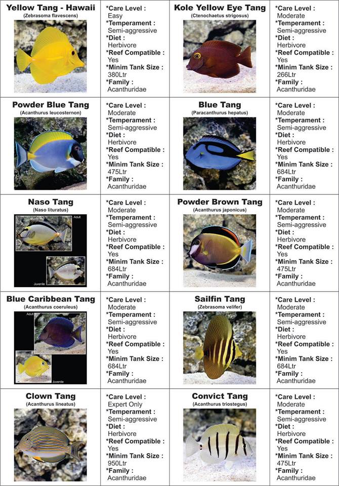 hardy boy: Coral Reef Fish Names