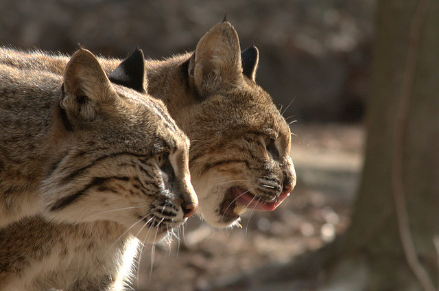The Bobcat – Resilient Predator of North America | The Ark In Space