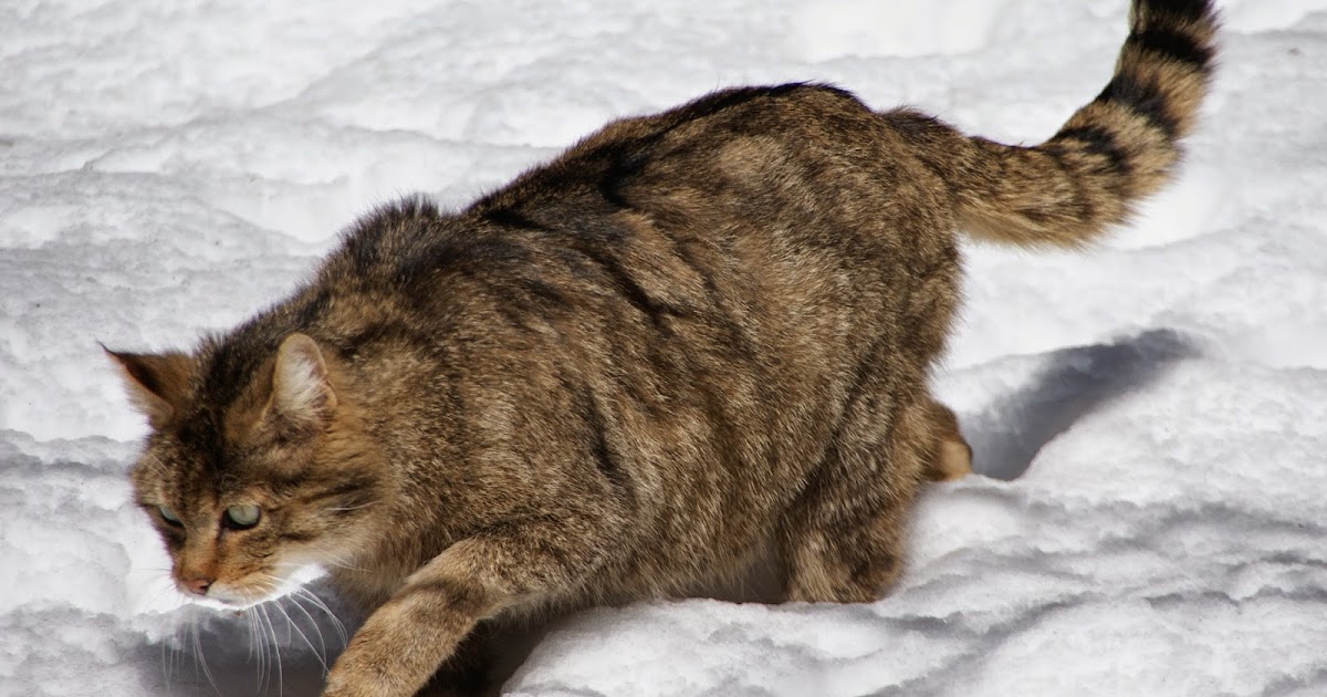 Variety of Life: Felis