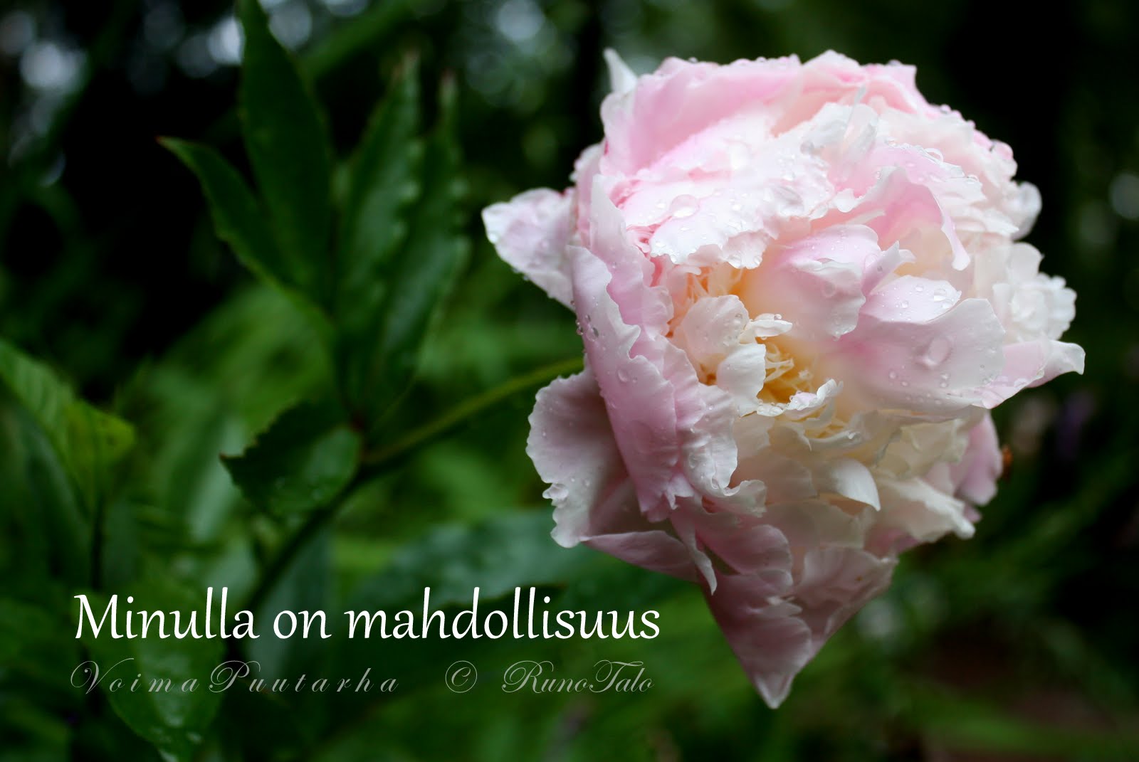 RunoTalon voimapuutarha: Voimaruno & voimakortit vko 53: Ole onnellinen