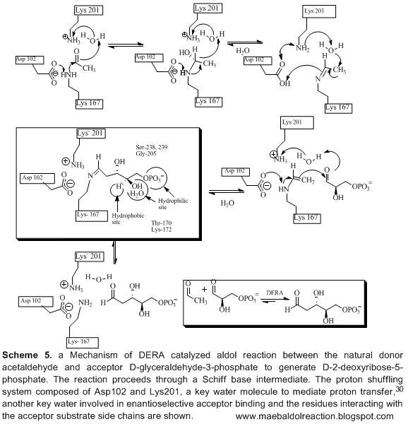 Aldol Condensation: A Review: 1P7: e) Structure-based mutagenesis ...
