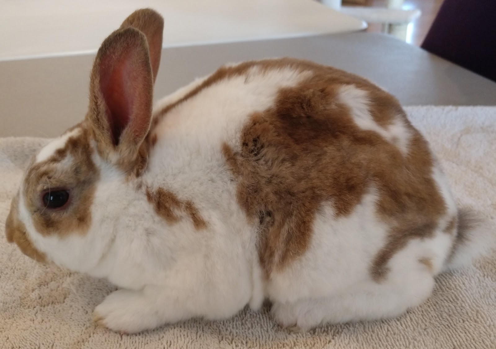 Mini Rex Broken Castor