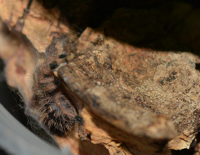 Little Tarantulas: Avicularia minatrix