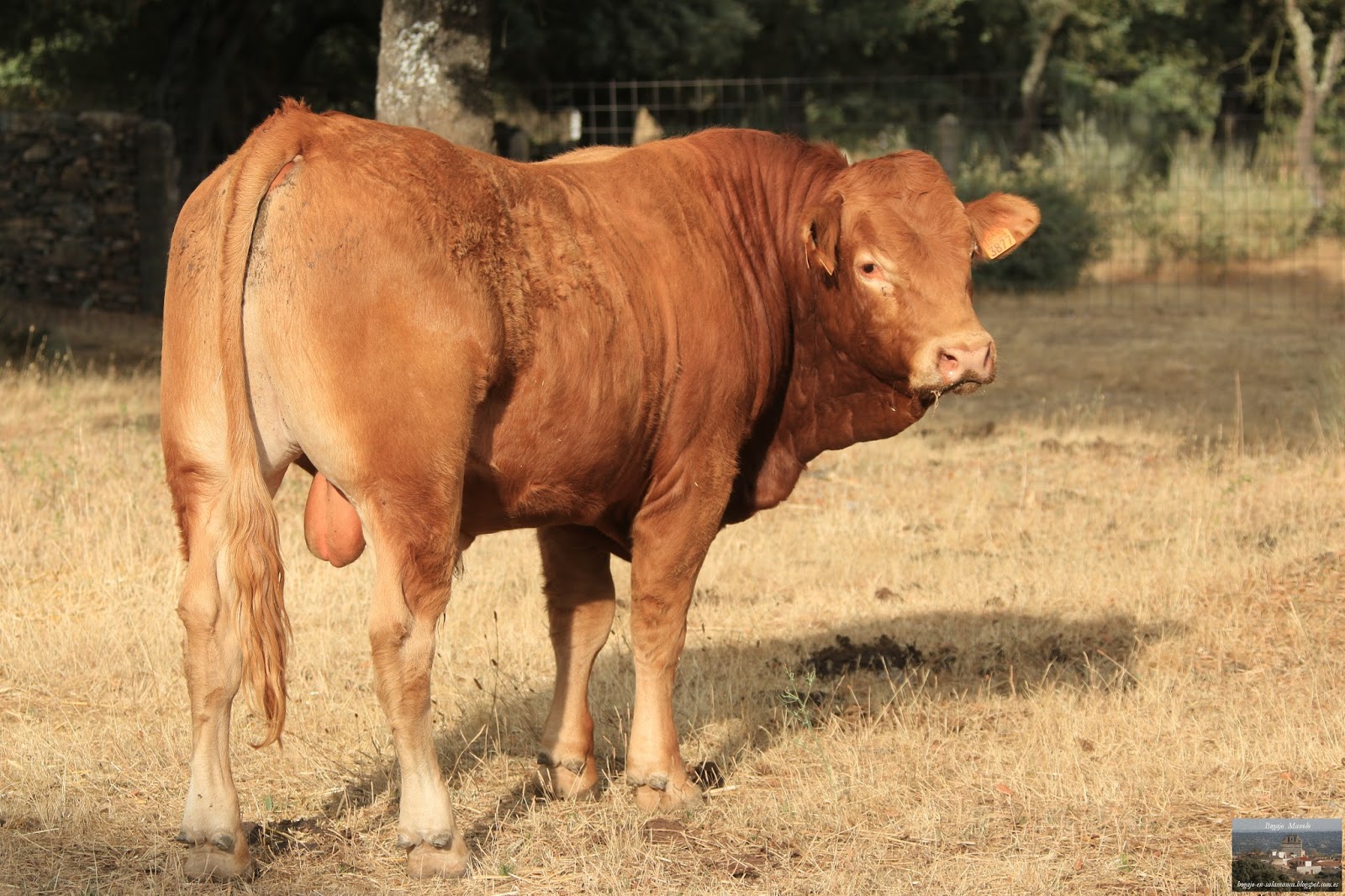 BOGAJO Salamanca: Terneros limusines en Bogajo Salamanca
