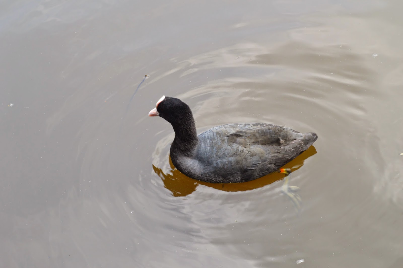 Amsterdam: Life Along the Singel