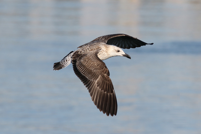 Bag a Wild One: First-winter Lesser Black-backed and Yellow-legged ...