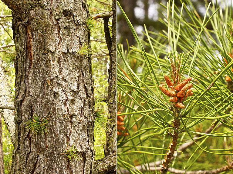 Flora Urbana: Le Pin rigide