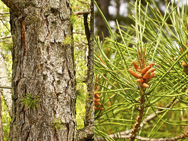 Flora Urbana: Le Pin rigide