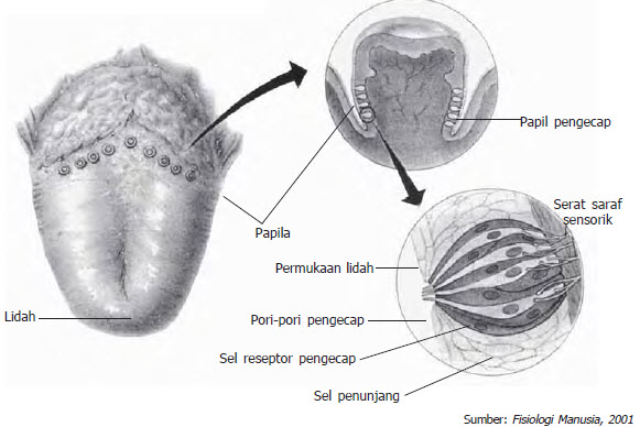 Alat Indra pada Manusia | Mikirbae.com