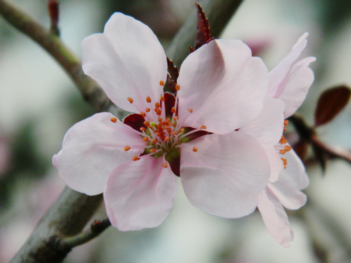LA MULTI ANI, ROMANIA!: Diversitatea florilor de migdal