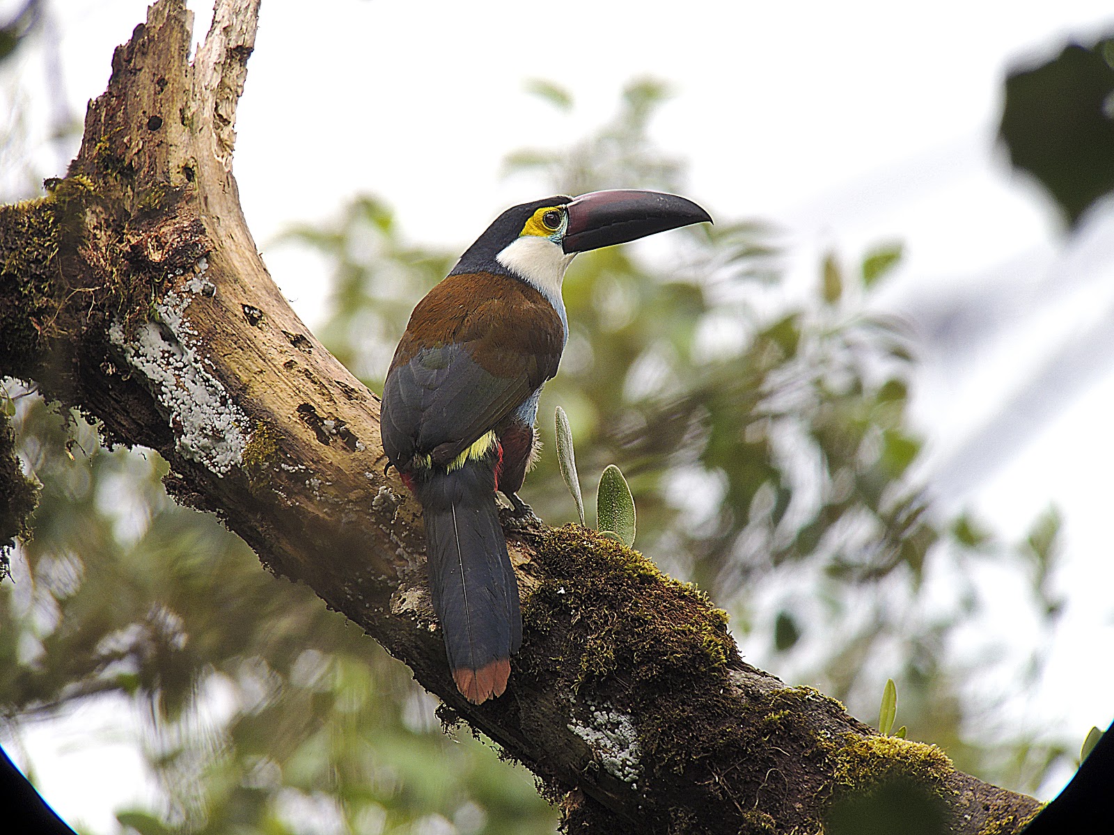 RIO BLANCO BIRDWATCHING COLOMBIA