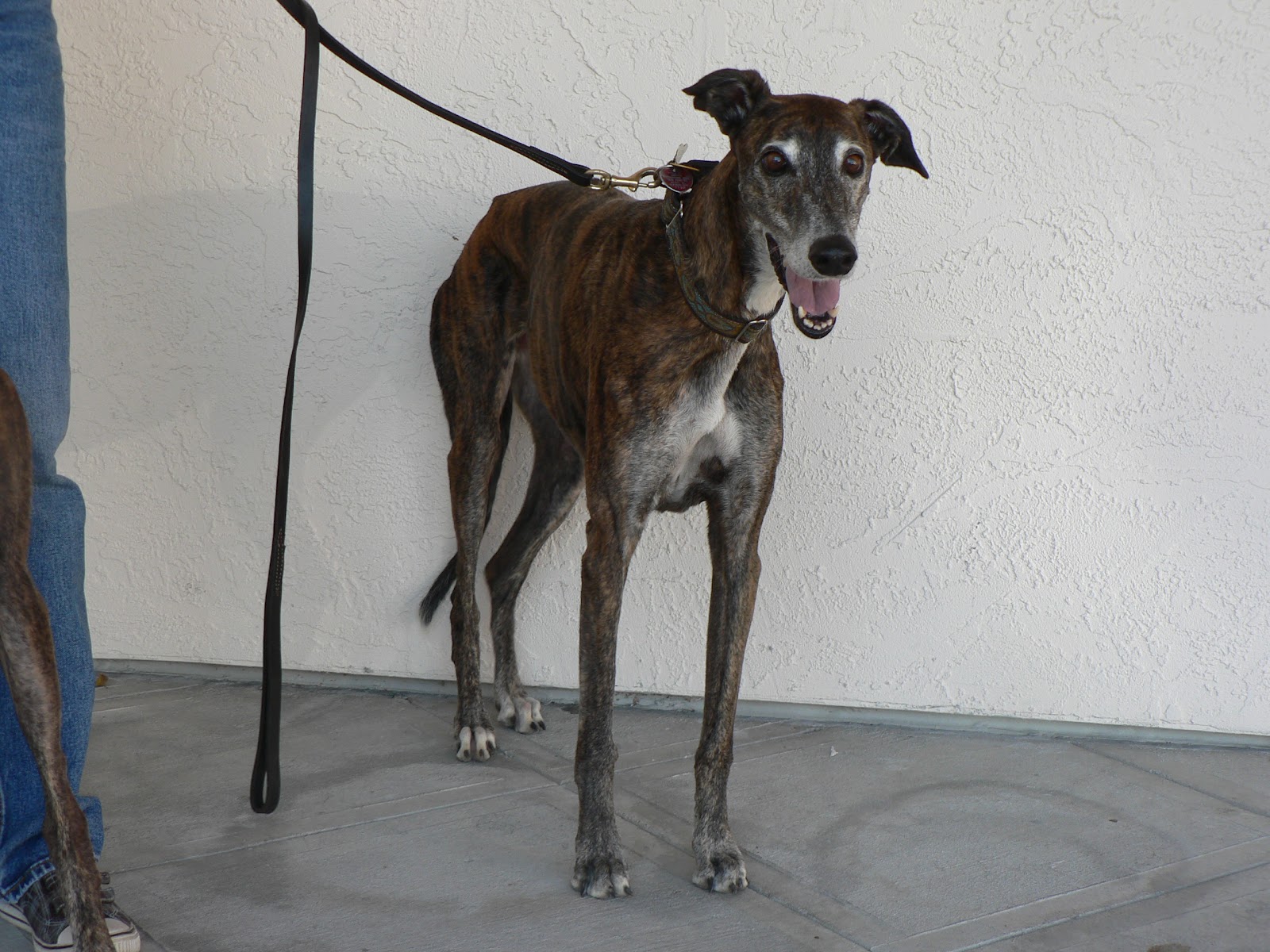 Aragon Greyhounds: Greyhound Ear Set