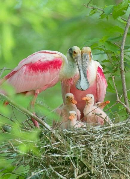 ΤΟ ΗΜΕΡΟΛΟΓΙΟ ΤΟΥ ΑΝΤΩΝΗ ΤΡΙΦΥΛΛΗ : BIRDS