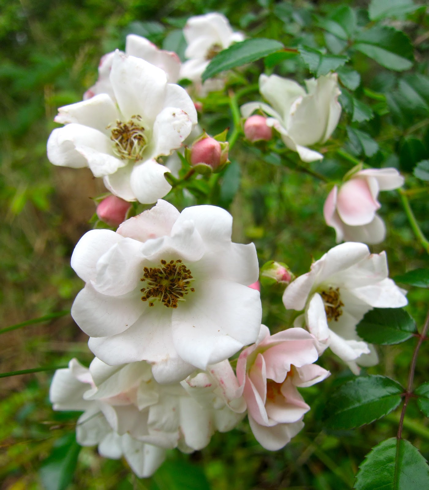 I never promised you a rose garden - Mina rosor : Weisse Immensee