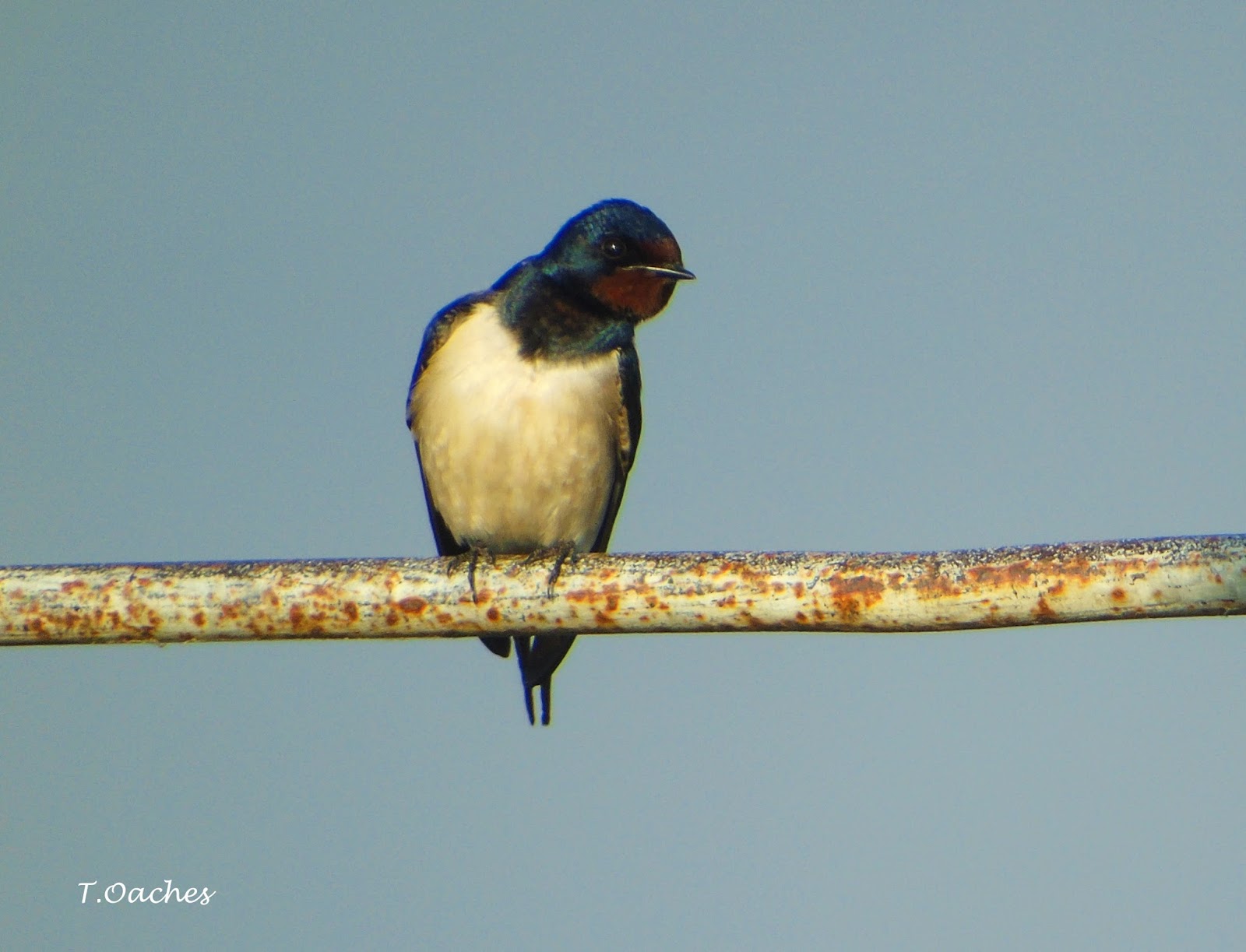 PASARI DIN ROMANIA: RANDUNICA, Hirundo rustica