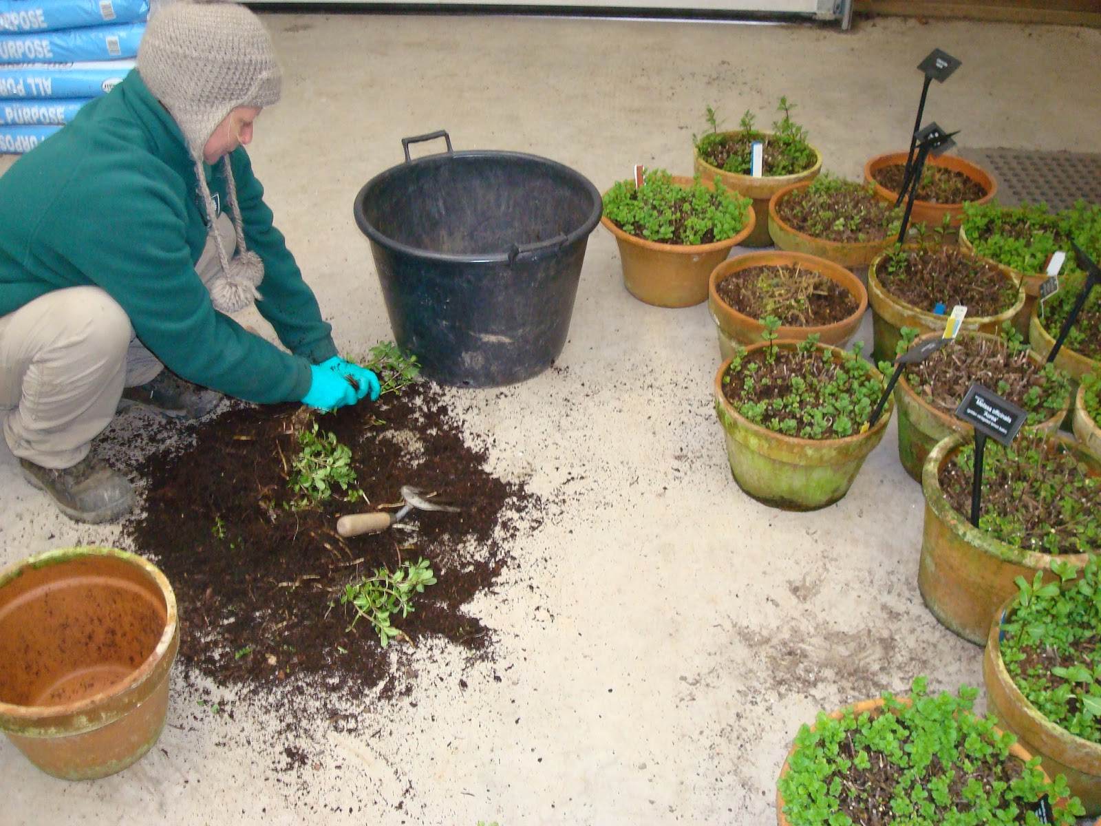 Dani in the UK: The Nursery:Raising Rosemoors Plants