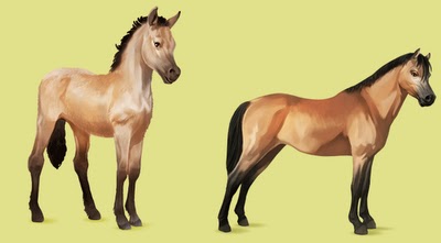 Wszystko o howrse: Rasy koni na howrse!