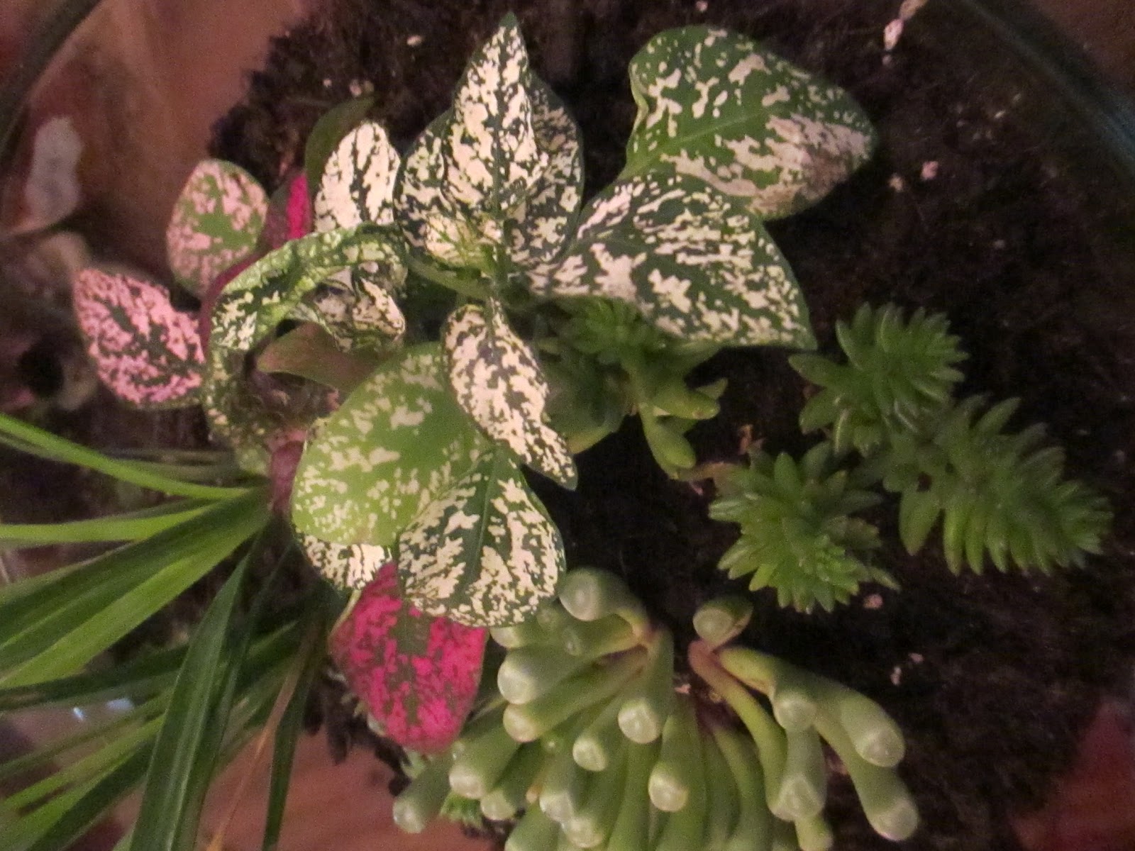 Grandma Henley: Terrariums aka the Mini-Garden Parfait