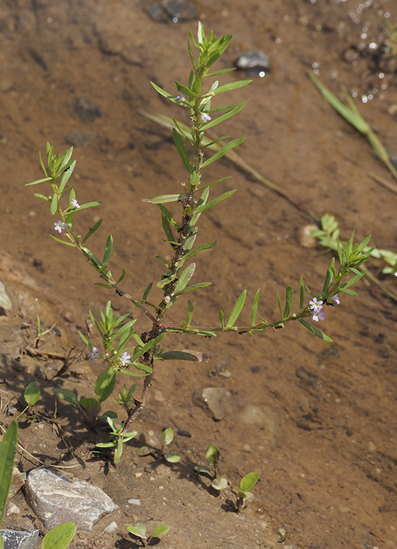 Paseos por la naturaleza: Lythrum hyssopifolia Hierba del toro