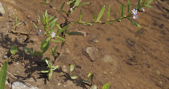 Paseos por la naturaleza: Lythrum hyssopifolia Hierba del toro