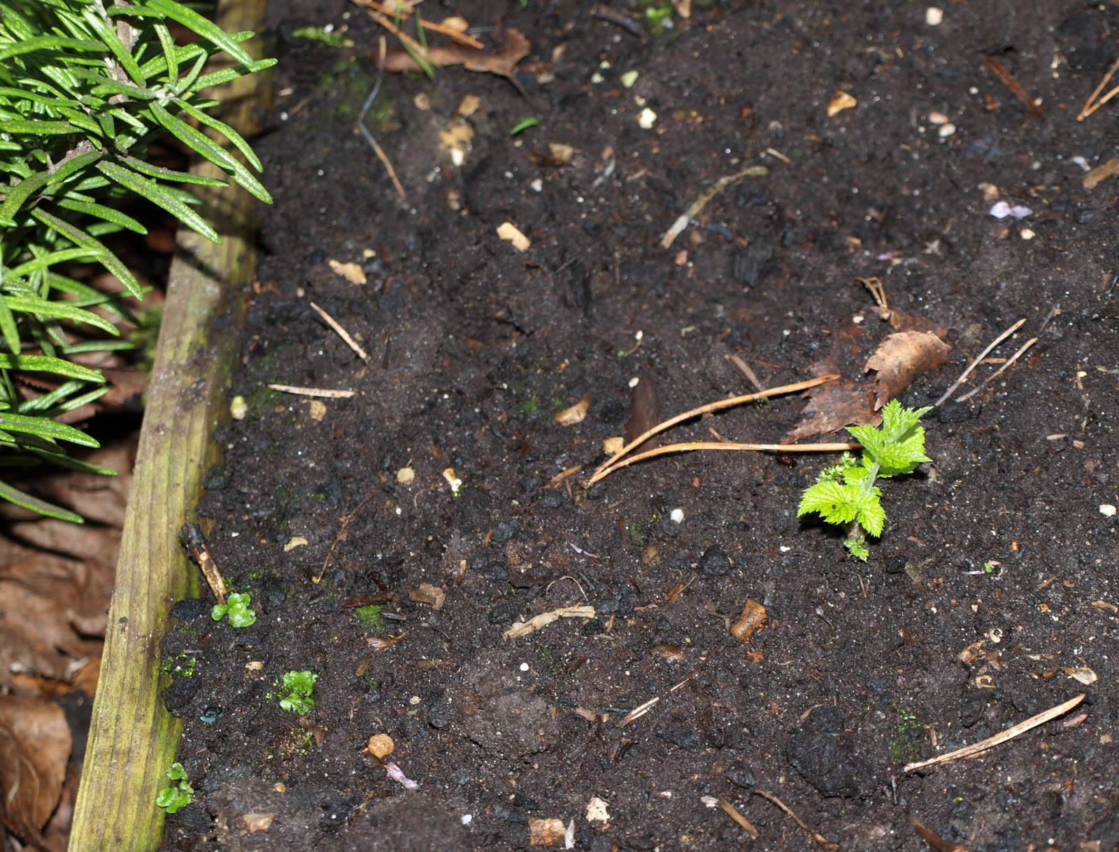 Mark's Veg Plot: Raspberry maintenance