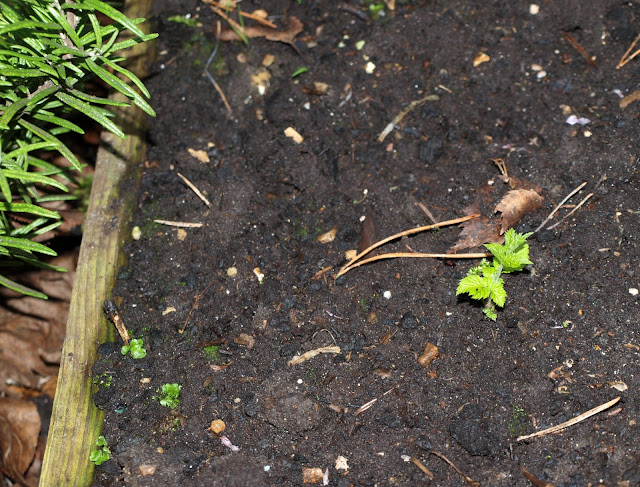 Mark's Veg Plot: Raspberry maintenance