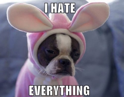 Happy Monday Bunny Pup ~ Happy Tags Blog