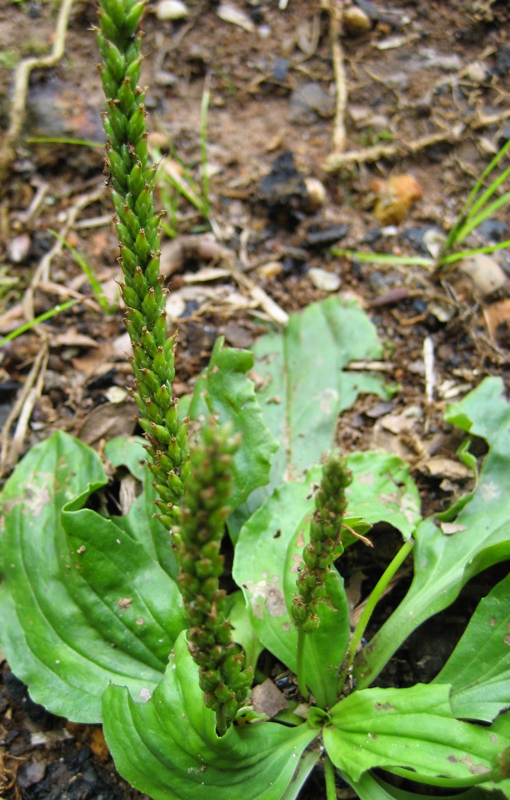 Discovering His Creation: Broad-leaf Plantain (Plantago major)