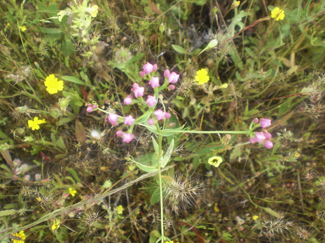 Perfumes y luces de Extremadura: Centaura menor, Centaurium erythraea.