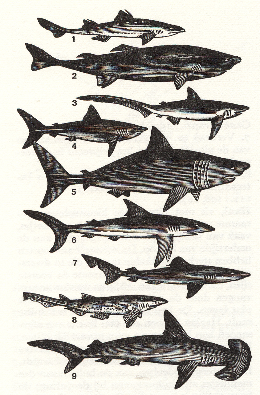 'ZIEN EN WETEN': HAAI. HOE EN WAT?