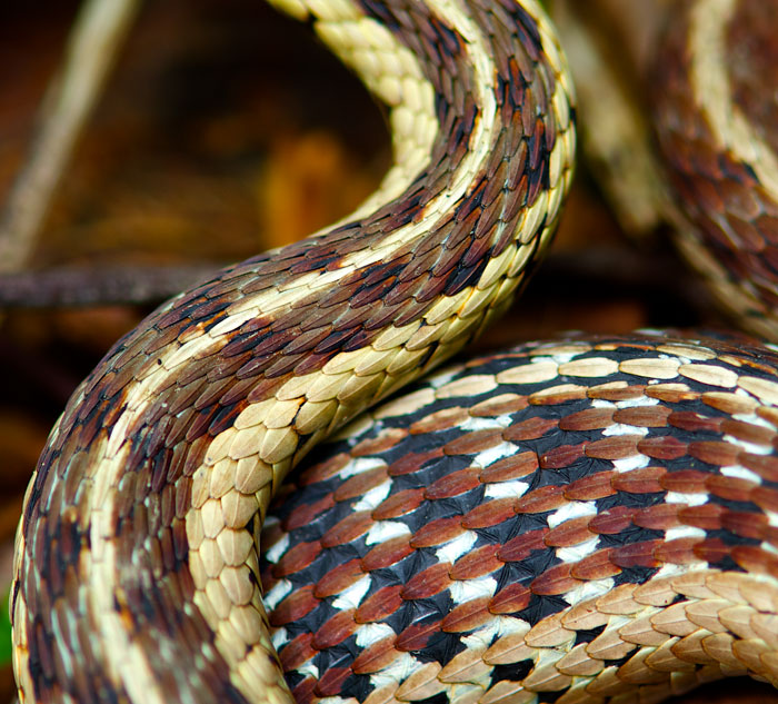 Red and the Peanut: The beauty of a Garter Snake's scales...