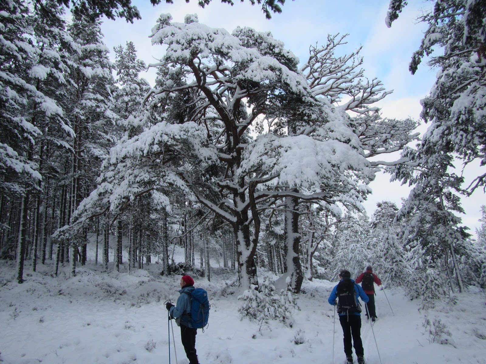 into the great solitude: Waiting for the snow.