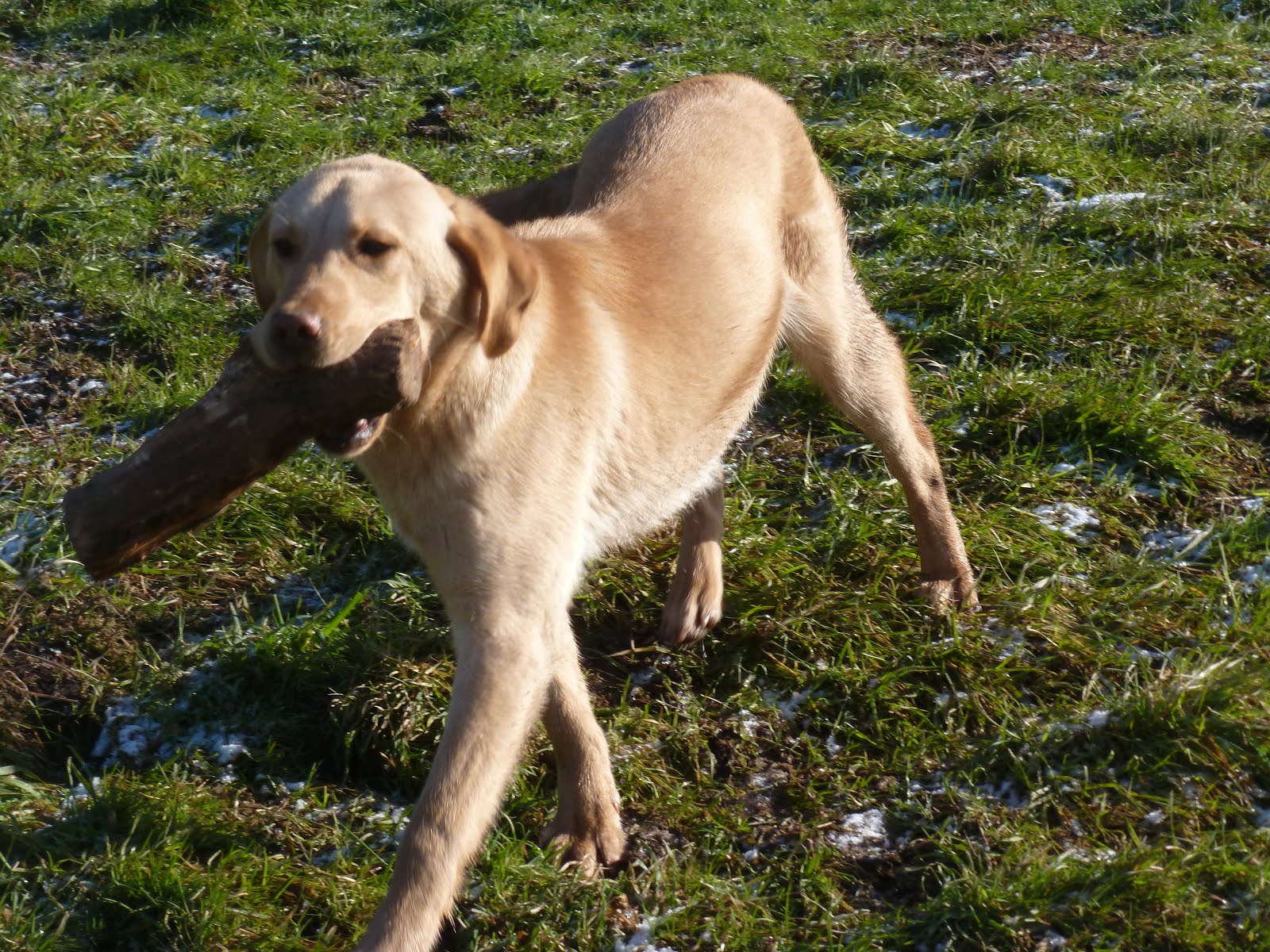 Carr House Farm Bed & Breakfast Blog: 9 month old Labrador dog for sale