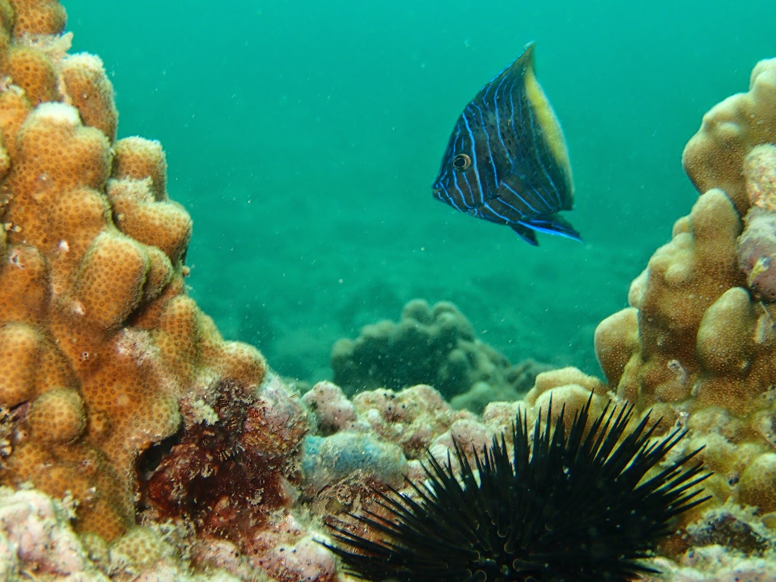 Athens Nature Journal: Kuwait: Near shore reefs