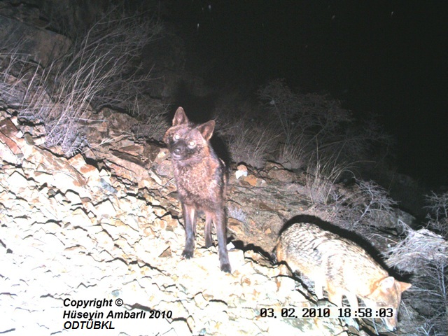 Wildlife Research and Conservation in Turkey