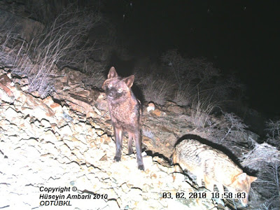 Wildlife Research and Conservation in Turkey