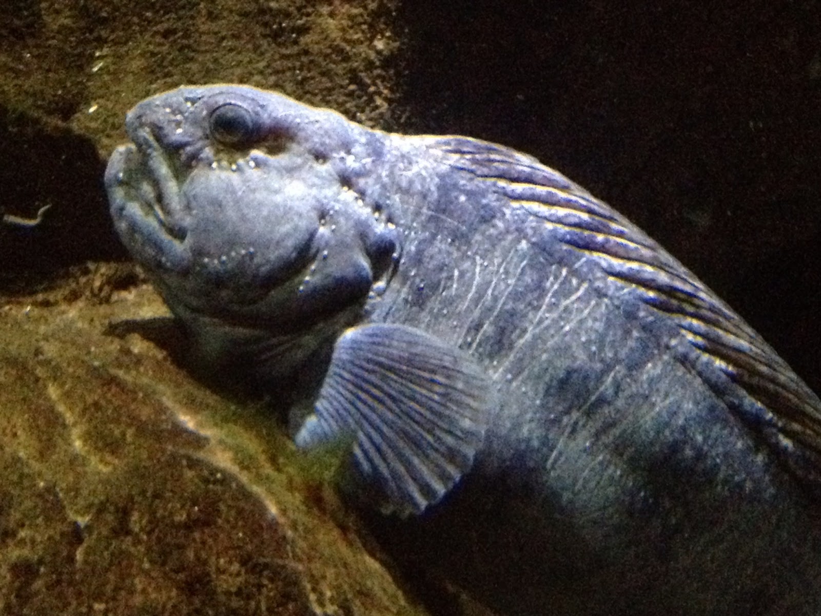 AnnaF stickar: augusti 2013