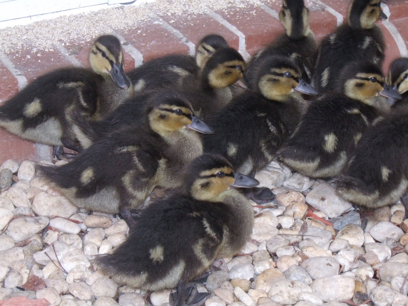 The Adams' Family Farm: Ducklings 2 weeks old 5-1-11 pt 2