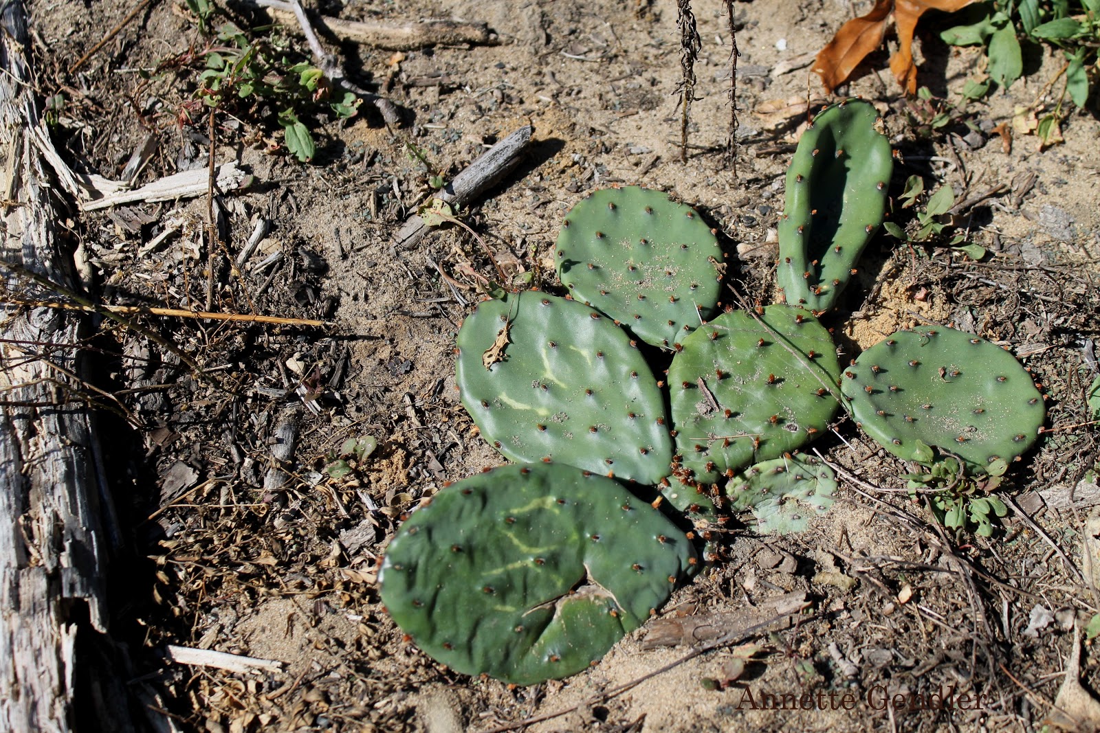 Photo Essay: Savoring Fall in Indiana - Annette Gendler