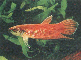 Big Eye Mouthbrooder - Betta macrophthalma ~ Nice Betta