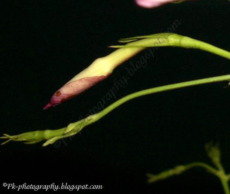 National Flower of Pakistan | Nature, Cultural, and Travel Photography Blog