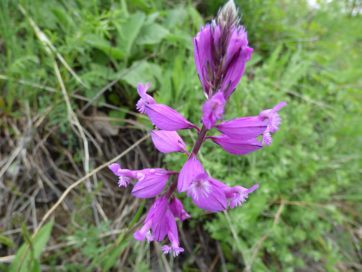 Flori din padure: Amareala - Polygala comosa (Bisoca, Romania) - Zana ...