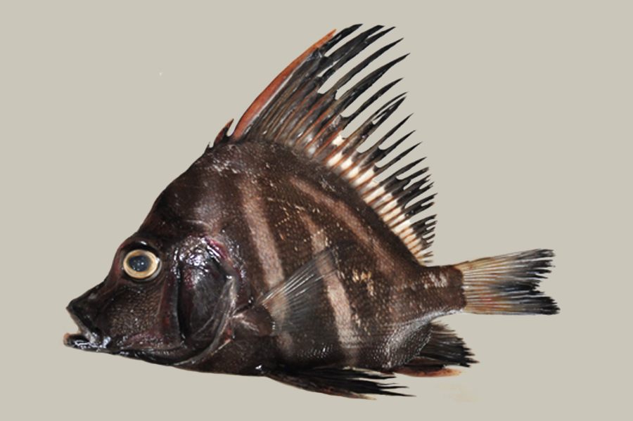 Artes de Pesca: ACTINOPTERYGII.