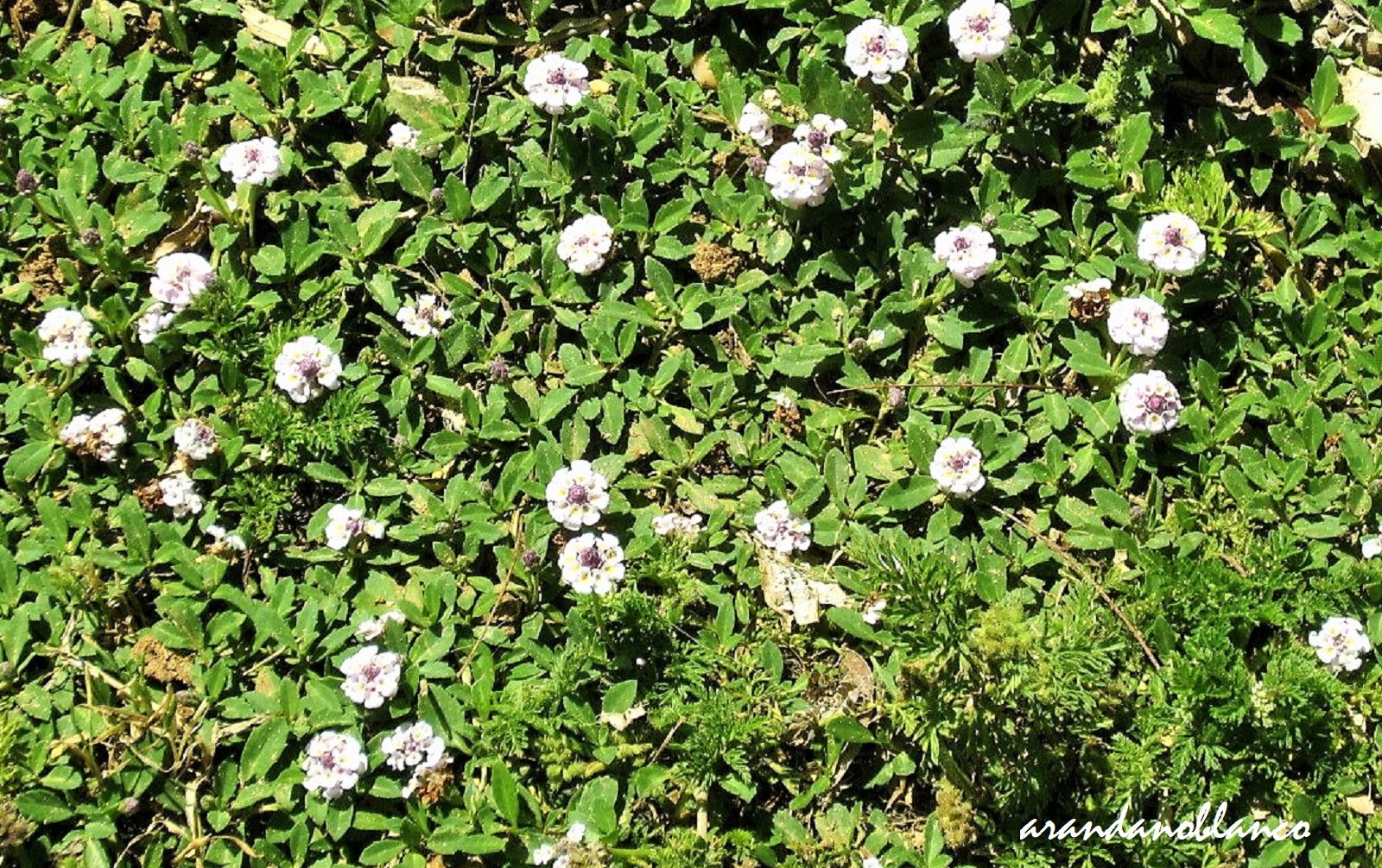 arbustosensevilla-encinarosa: Phyla nodiflora – Lippia repens - Planta ...
