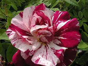HISTORIC ROSES - 'Rosa Mundi' |The Garden of Eaden