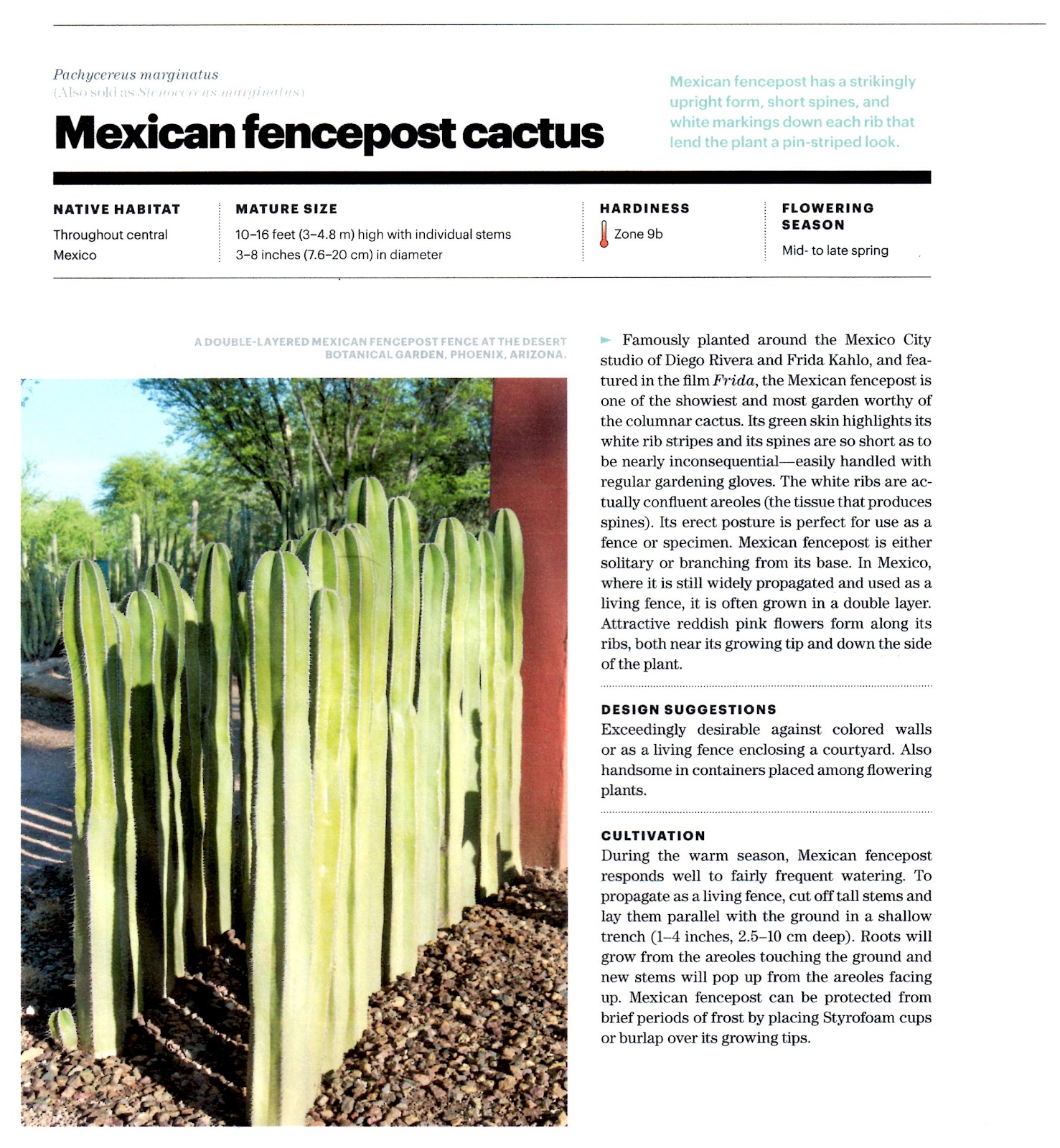 danger garden: The Gardener’s Guide to Cactus